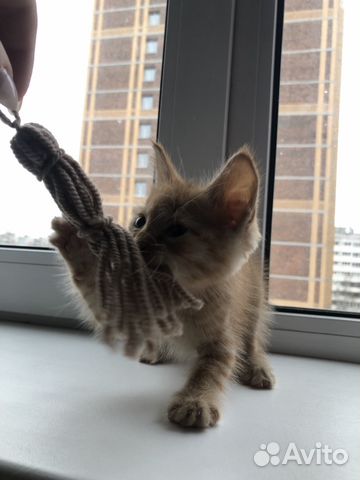 Отдадим котёнка в хорошие руки