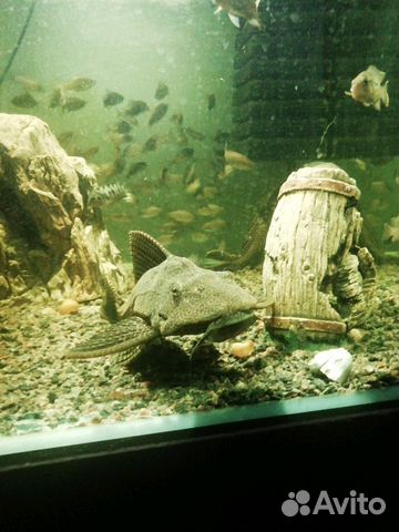 Сом парчовый и акулий