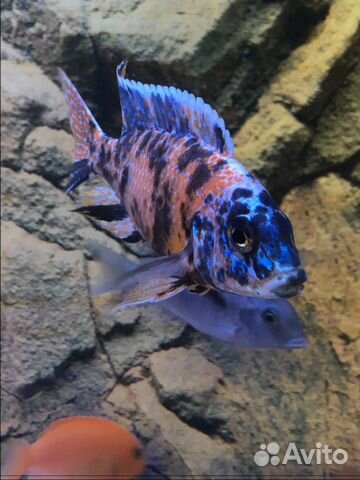 Аулонокара мультиколор