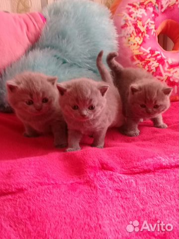 Продам котят скоттиш страйт