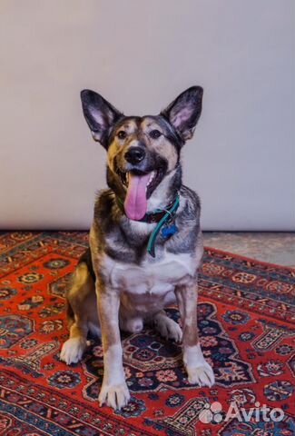 Собака в дар