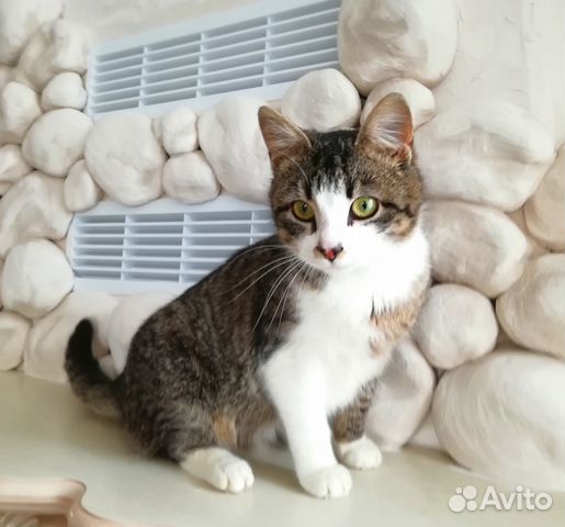 Котенок Лялечка, 6 месяцев