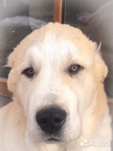 Огромный добряк рассмотрит переезд)