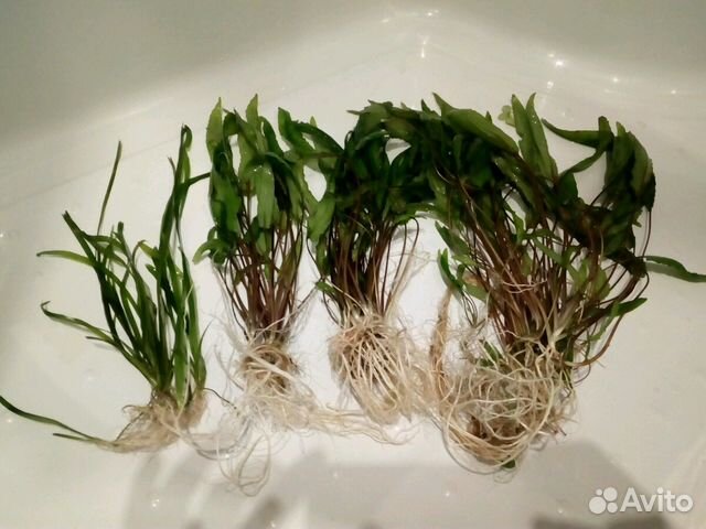 Растения для аквариума