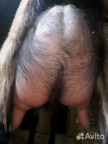 Чешские козлики