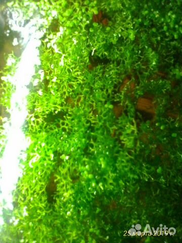 Водоросли для аквариума. Подарю
