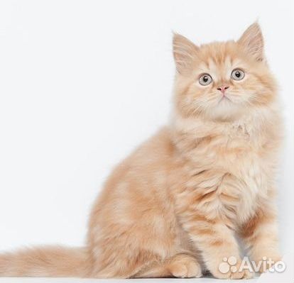 Британский персиковый котёночек