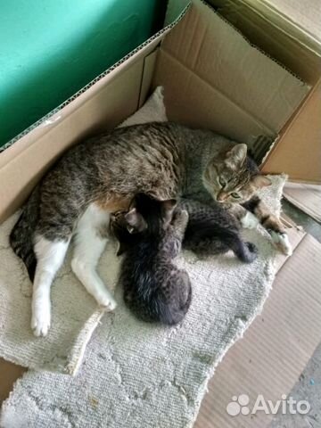 Котята в добрые руки