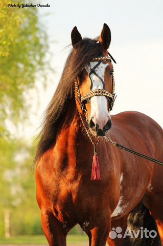 Владимирский производитель