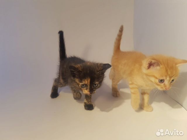 Котятки месячные рыжики трехцветки сизые