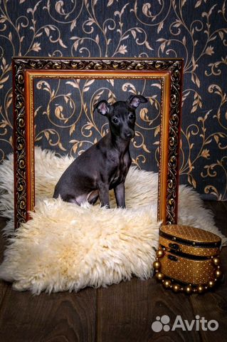 Щенок левретка (малая итальянская борзая) кобель