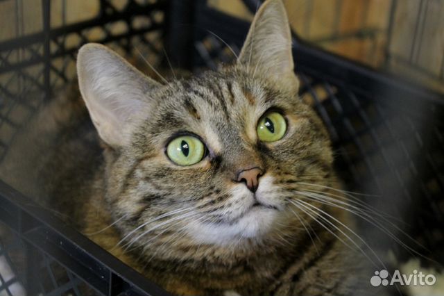 Настенька ищет дом