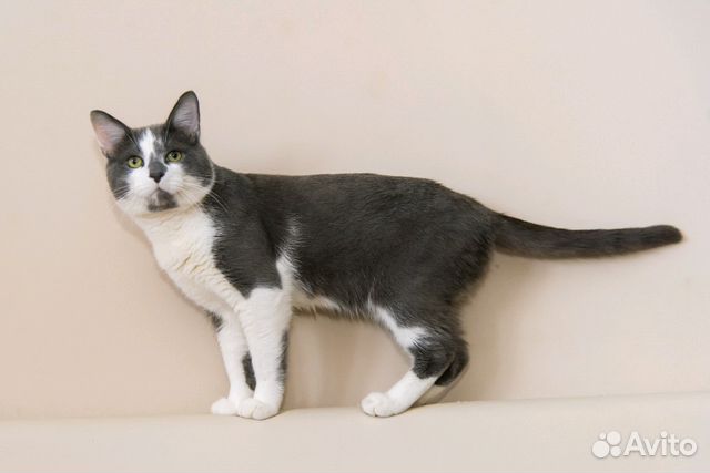 Кот