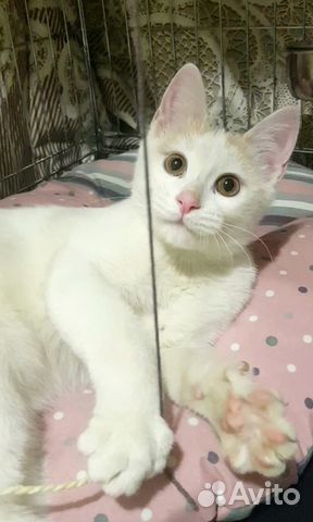 Котёнок Санни 7 месяцев в дар в добрые руки