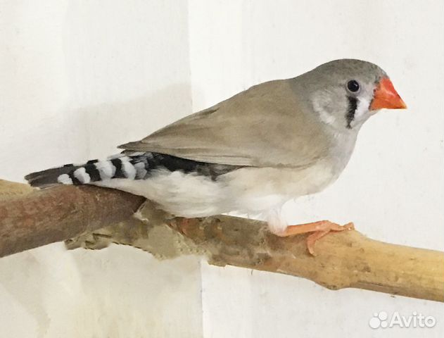 Амадины, пара