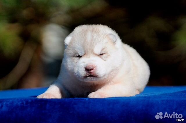 Щенки хаски 2мес