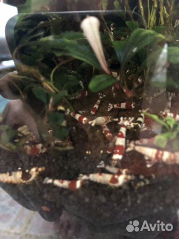 Креветки Crystal Red