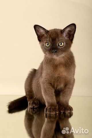 Котята соболиного окраса