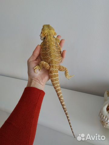 Бородатая агама, подросток