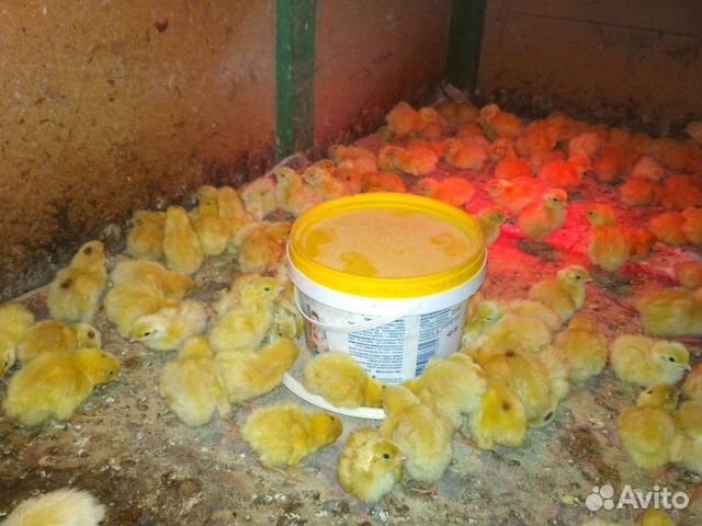 Перепела техасский белый