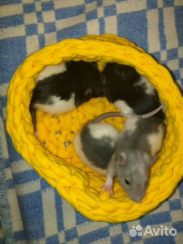 Супер ручные крысята