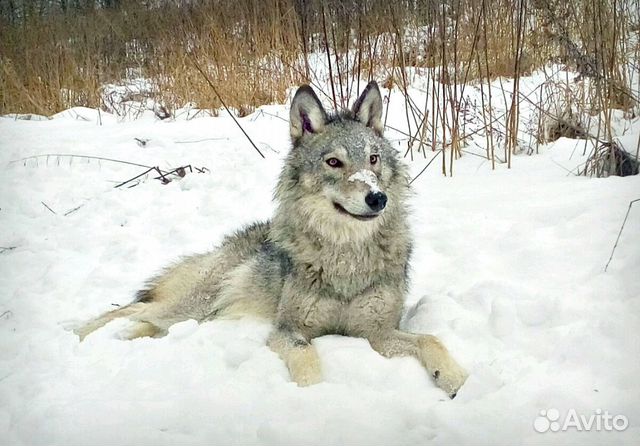Вольфдог (волкособ, вольфхунд, волэнд)