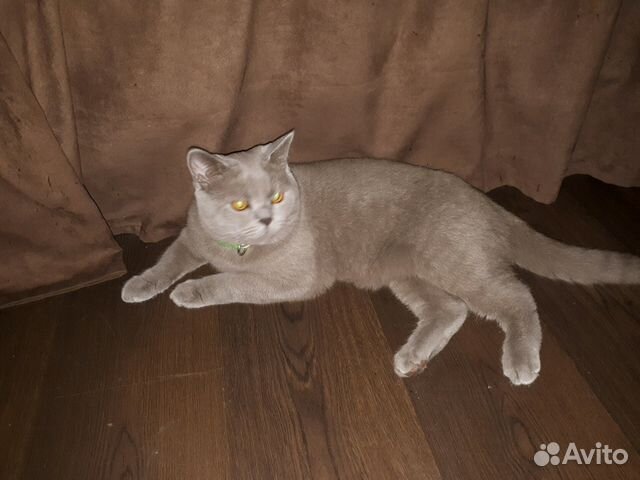 Вязка с котом Скоттиш Страйт
