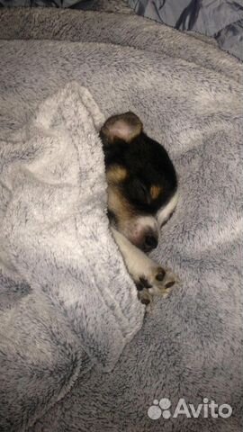 Той терьер Американский