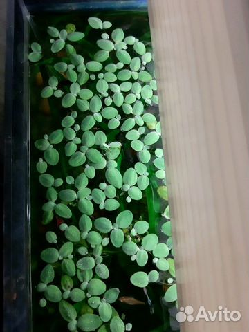 Пистия и роголистник