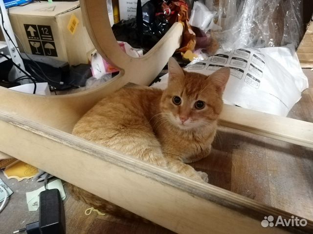 Котик Рыжик в добрые руки