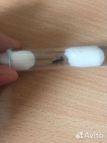 Матки Messor Structor