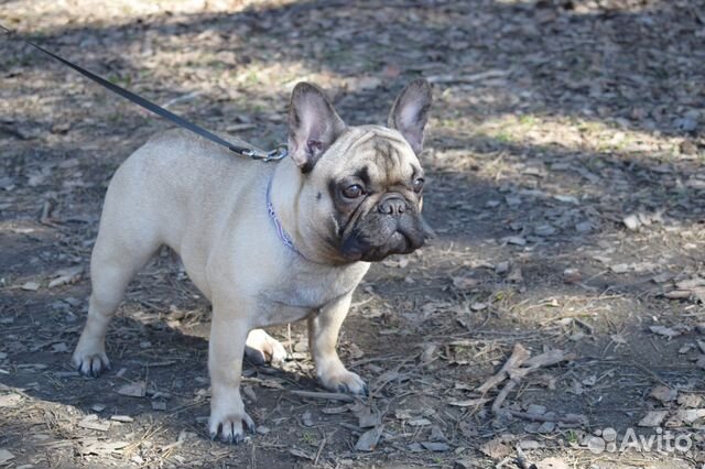 Подрощенная француженка