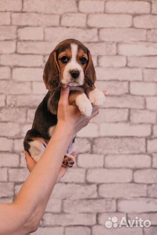 Продаются милейшие щенки бигля