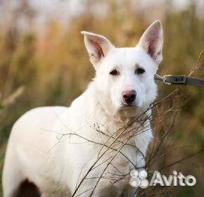 Беляш-Молодой кобель среднего размера с изумительн