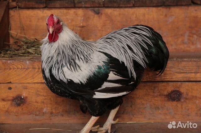 Виандот карликовый серебристый яйцо инкуб., цыплят