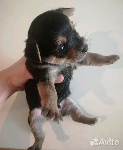 Щенок йорка