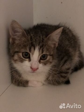 Котенок мальчик 2,5 мес