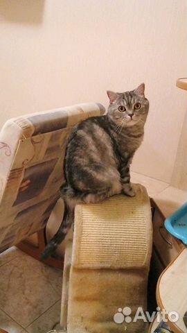 Шотландская кошка с приданым