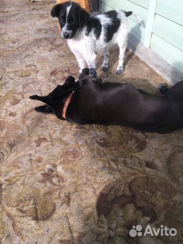 Метис русского спаниеля, 3 месяца