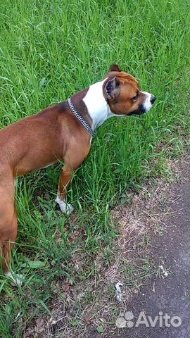 Вязка Питбуль. Кобель