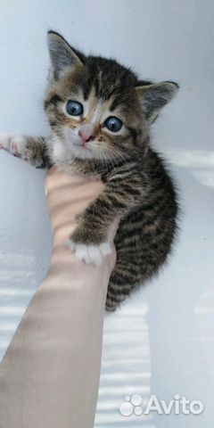 Голубоглазый котик ищет новый дом