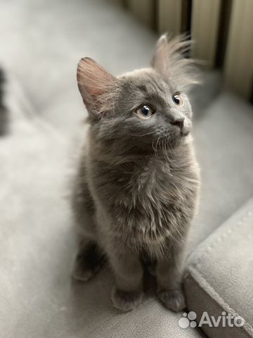 Красивая кошечка в добрые руки