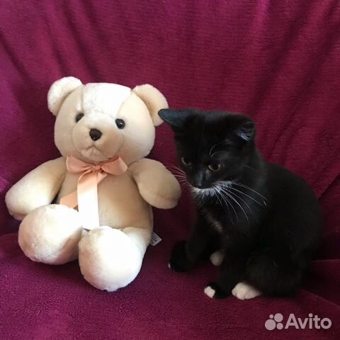 Чудесные кото -детки ищут дом