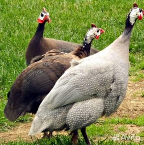 Цесарка(цыплята)