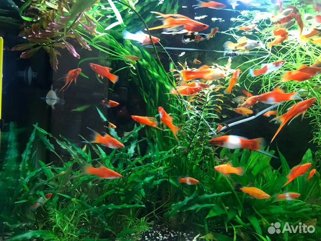 Меченосцы кои,кохако,вуалевые,высокоплавничные