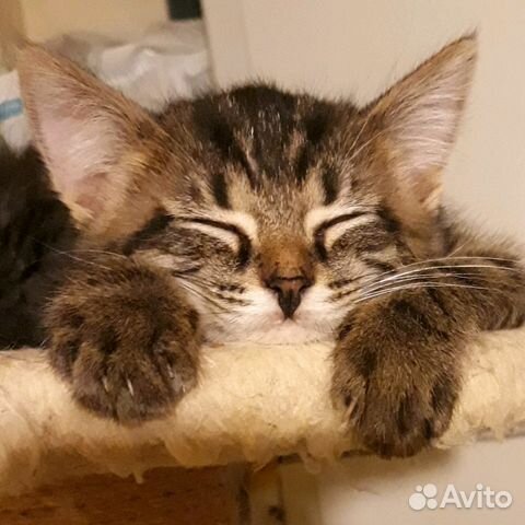 Гном