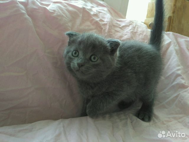 Котята шотландской вислоухой