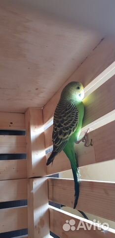 Прилетел попугай