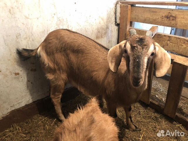 Коза нубийская