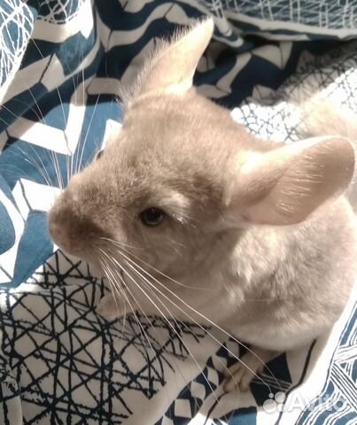 Две шиншиллы гетеробеж и эбони